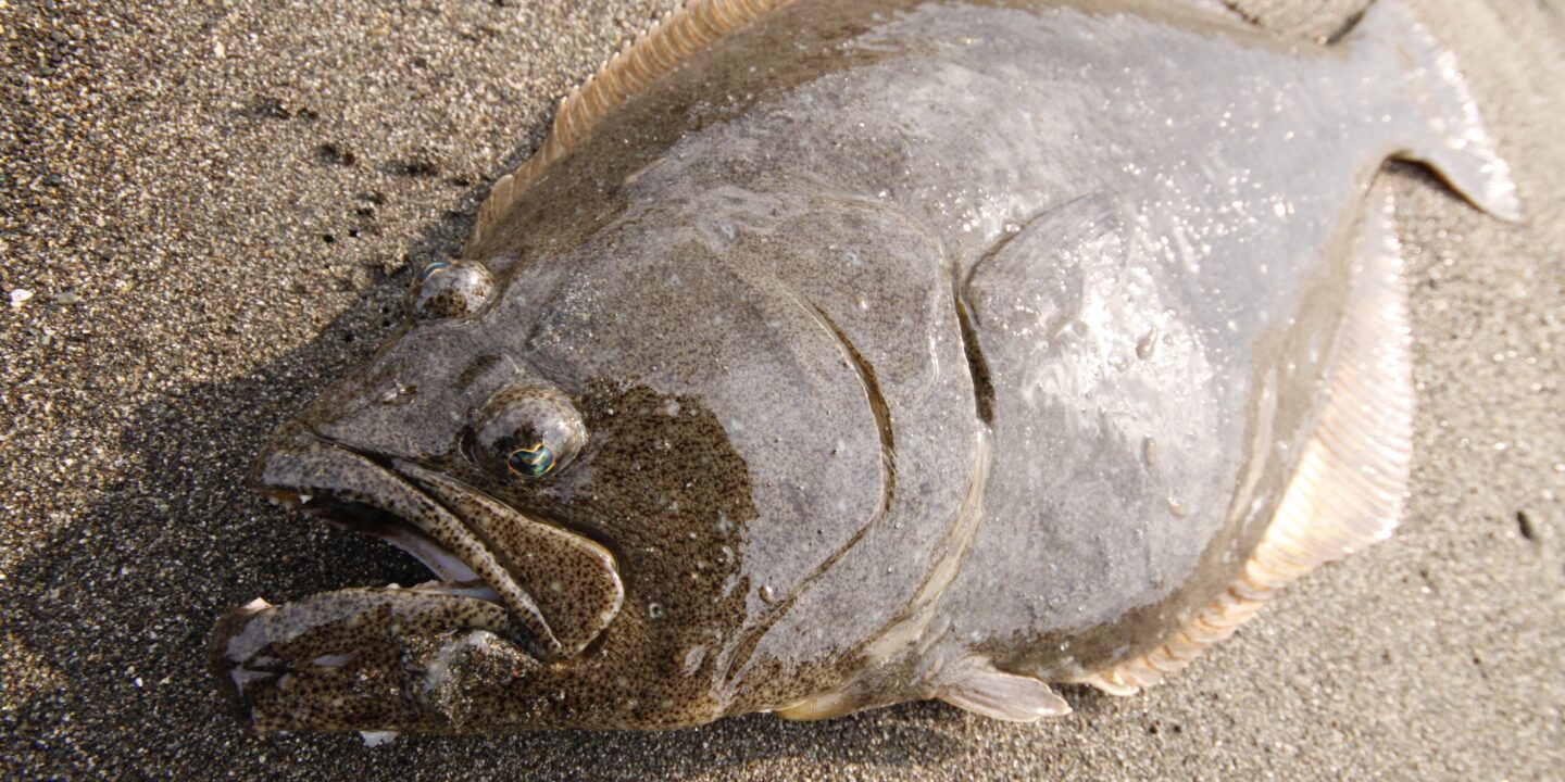 佐渡島釣り情報 – FishRanker Magazine