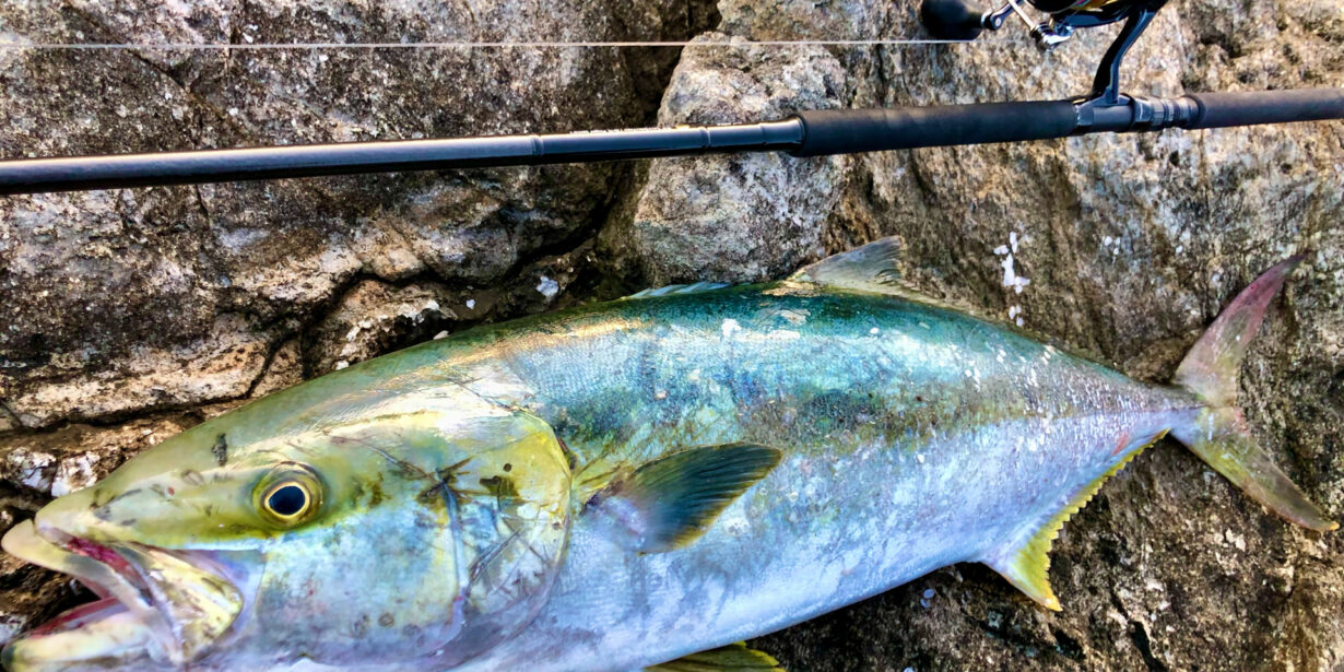 佐渡島のヒラマサ釣りを島民が徹底解説! – FishRanker Magazine