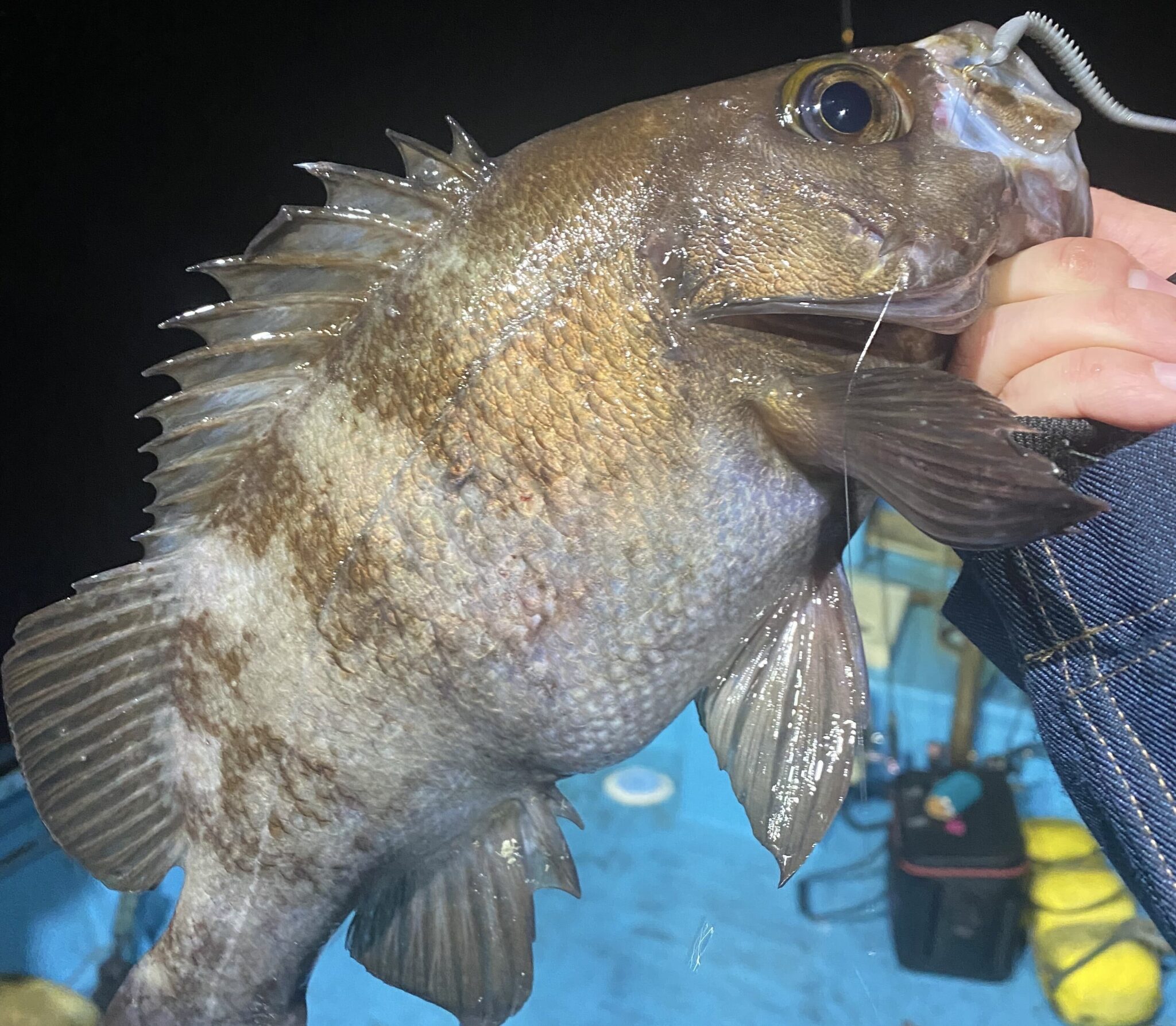 佐渡島で尺メバルを狙う!釣り方解説 – FishRanker Magazine