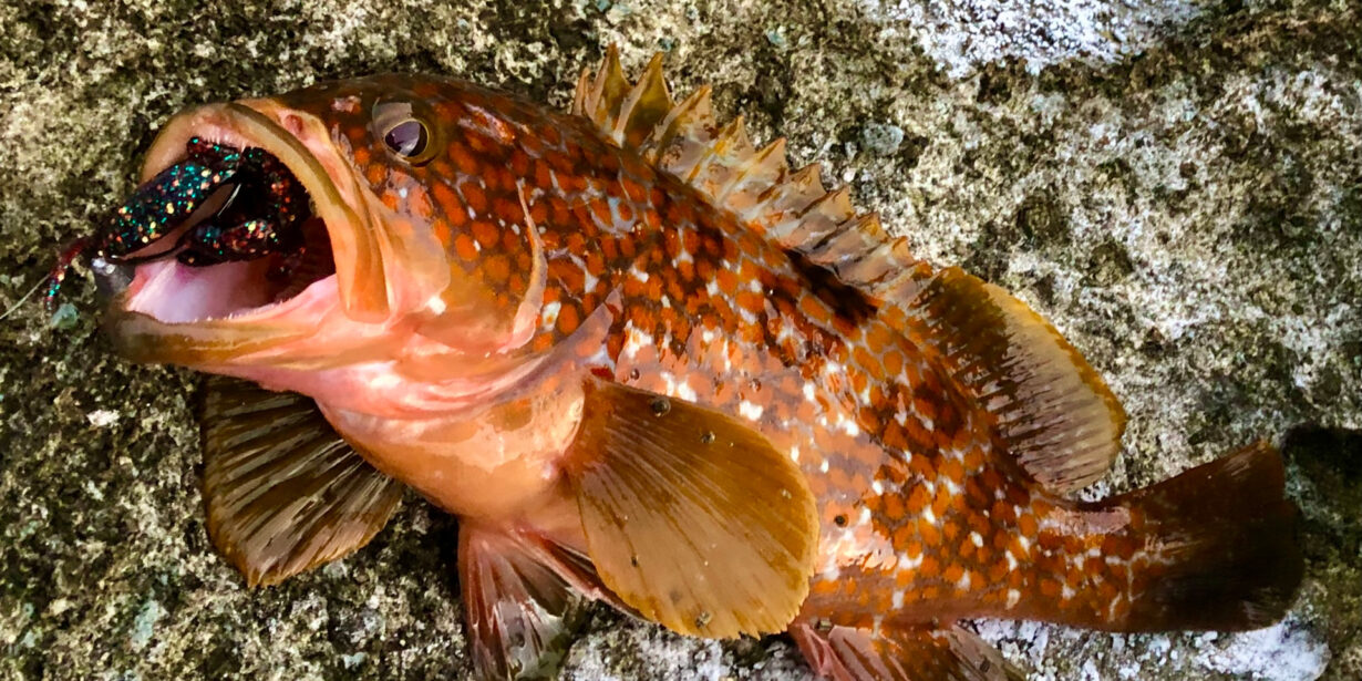 佐渡島で釣れる魚 – FishRanker Magazine