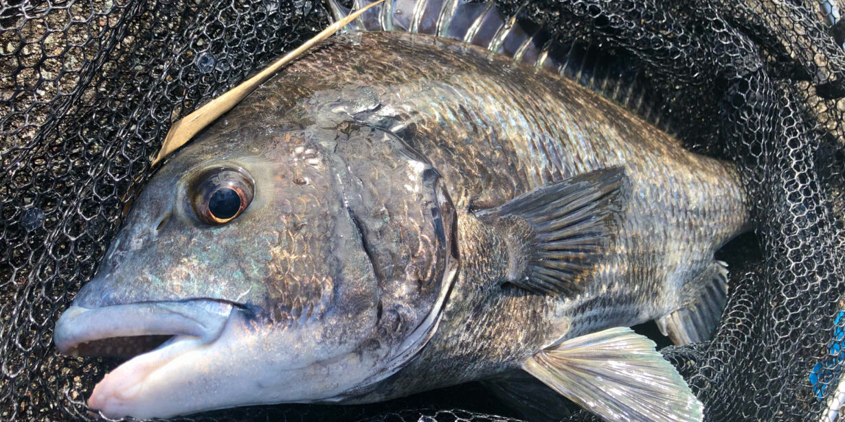 佐渡島のクロダイをルアーで釣ってみよう!釣り方徹底解説 – FishRanker Magazine