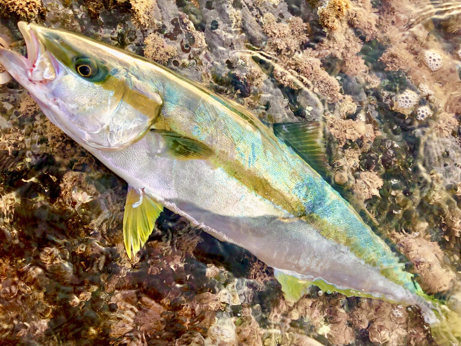 佐渡島のヒラマサ釣りを島民が徹底解説! – FishRanker Magazine