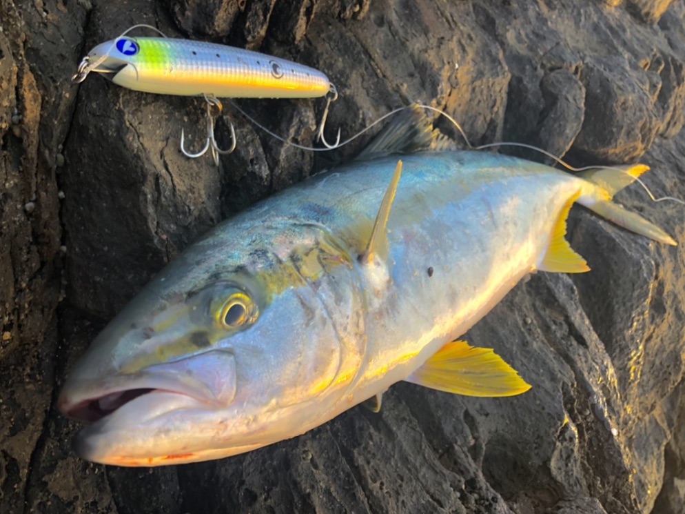 佐渡島の巨大地磯「平根崎」釣り場徹底解説! – FishRanker Magazine