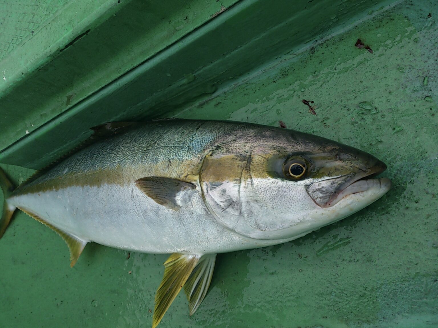 佐渡島の渡船屋【2022年版】沖磯渡し船 – FishRanker Magazine