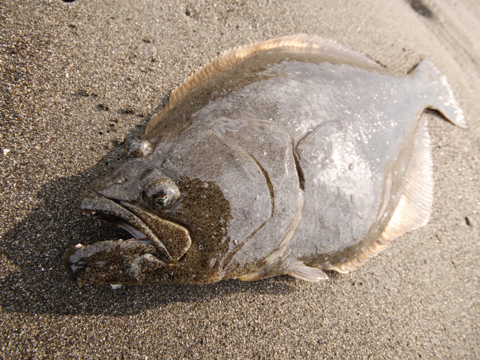 佐渡島最大の河川「国府川」釣り場徹底解説! – FishRanker Magazine